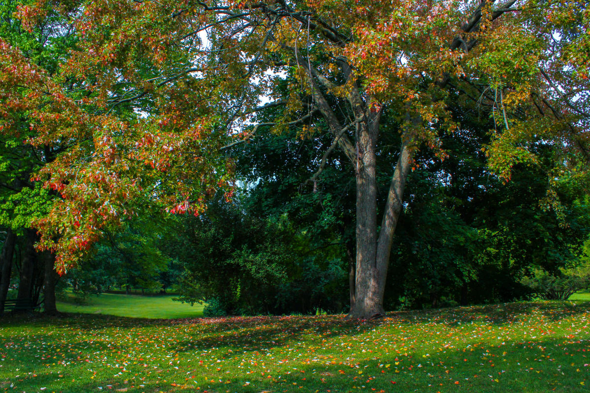 Wilcox Park - Grand Rapids MI, 49506