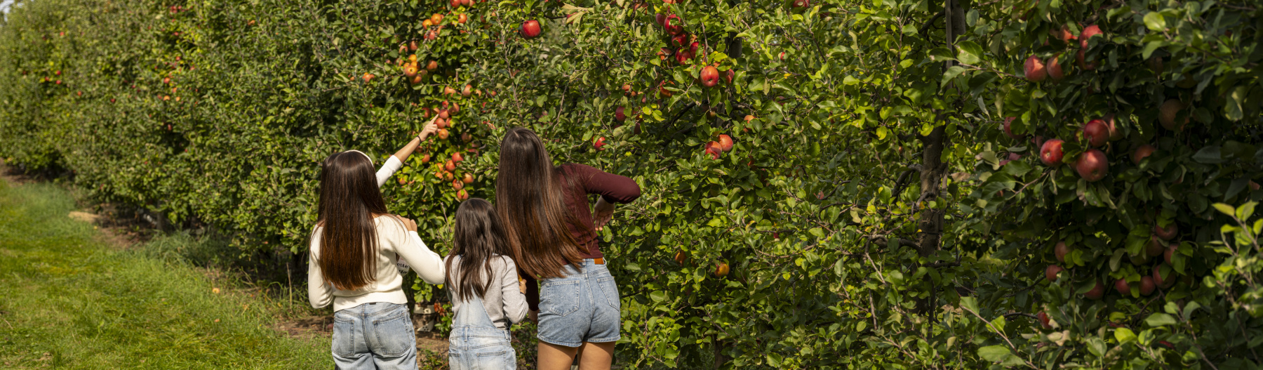 fall orchards michigan
