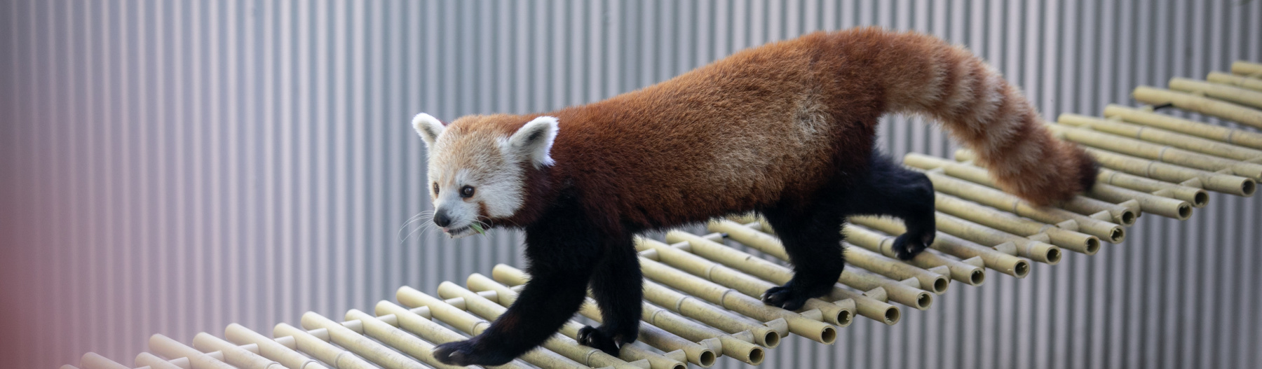 red panda events