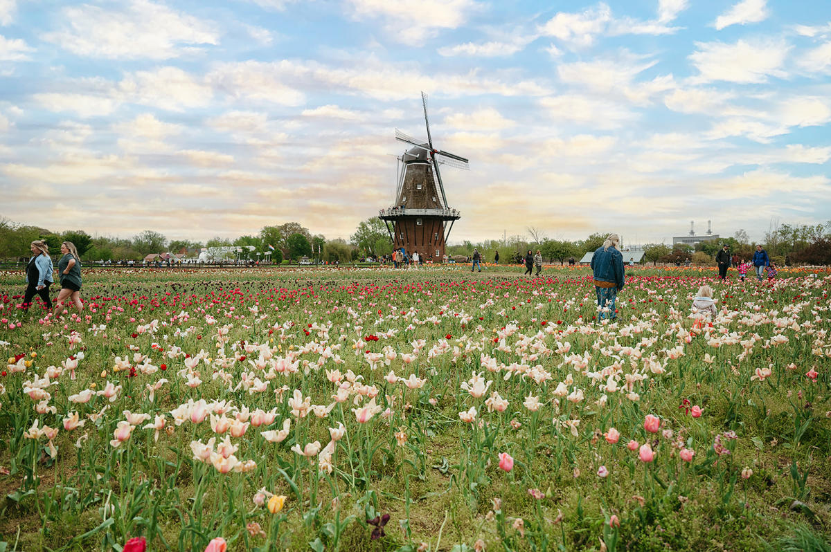 Holland, Michigan Tulip Festival | Tulip Time Festival in Holland, MI