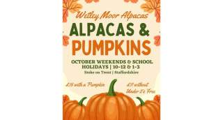 alpacas and pumpkins