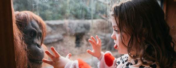 Chester Zoo named England’s most popular attraction outside of London