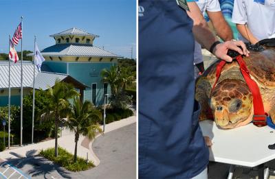 Loggerhead Marinelife Center in Juno Beach | VISIT FLORIDA