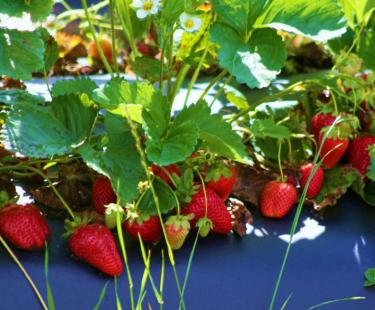Chesterfield Berry Farm