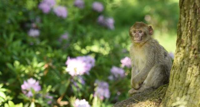 trentham monkey forest