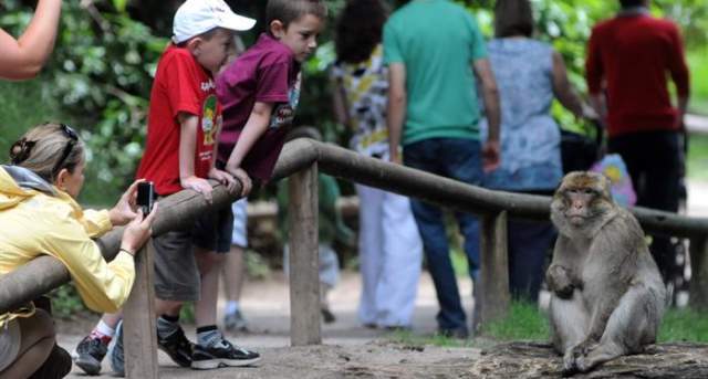 trentham monkey forest