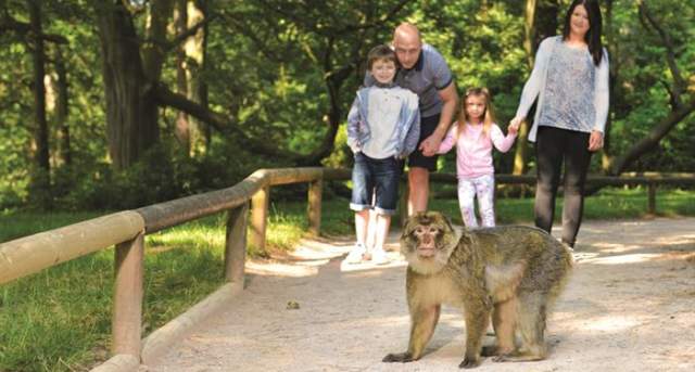 trentham monkey forest
