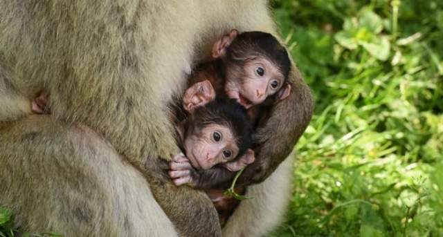 trentham monkey forest
