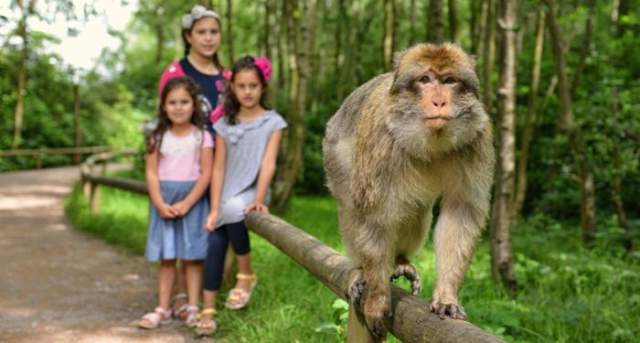 trentham monkey forest