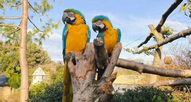 old down park basingstoke