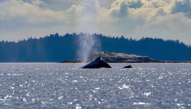 Desolation Sound | Things to Do | Sunshine Coast Tourism