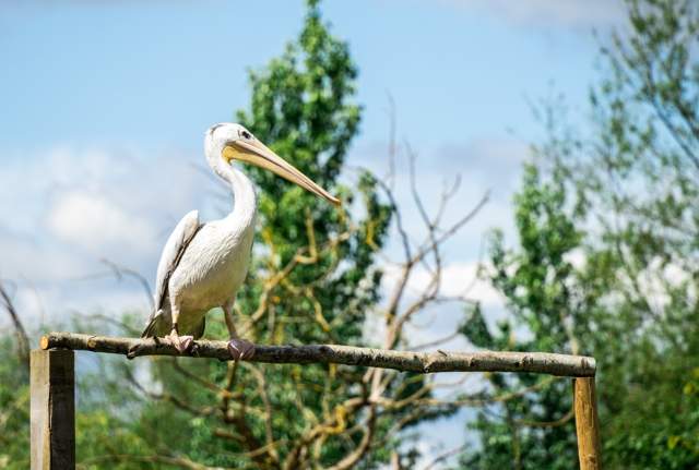 generation wild slimbridge