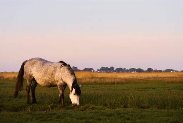 Stanpit Marsh Nature Reserve