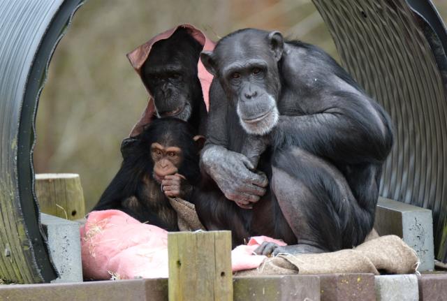 chimpanzees monkey world