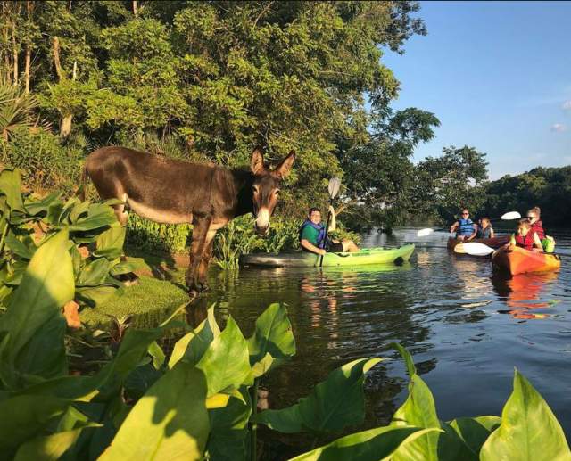 Stallings Island Guided Tour with Savannah Rapids Kayak
