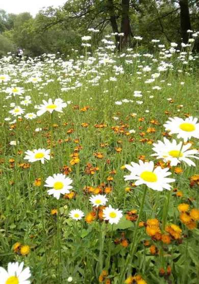 Flower Hill Farm Wardle Rochdale | Best Flower Site