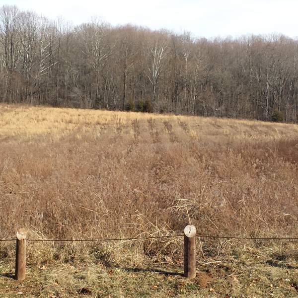 Ravinia State Forest