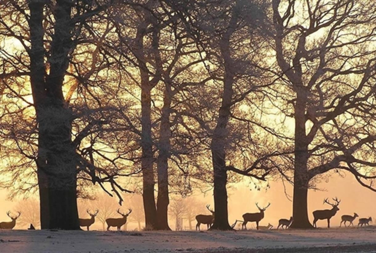 Deer Tatton Park