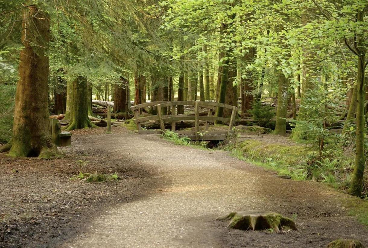 new forest tree walk