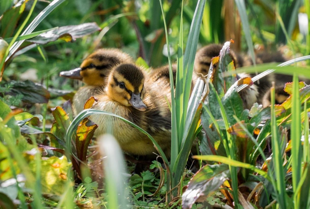 generation wild slimbridge