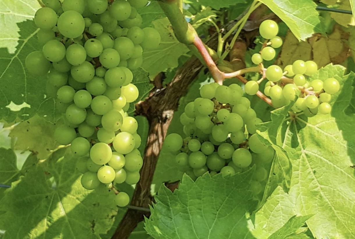 vineyard kingsbridge