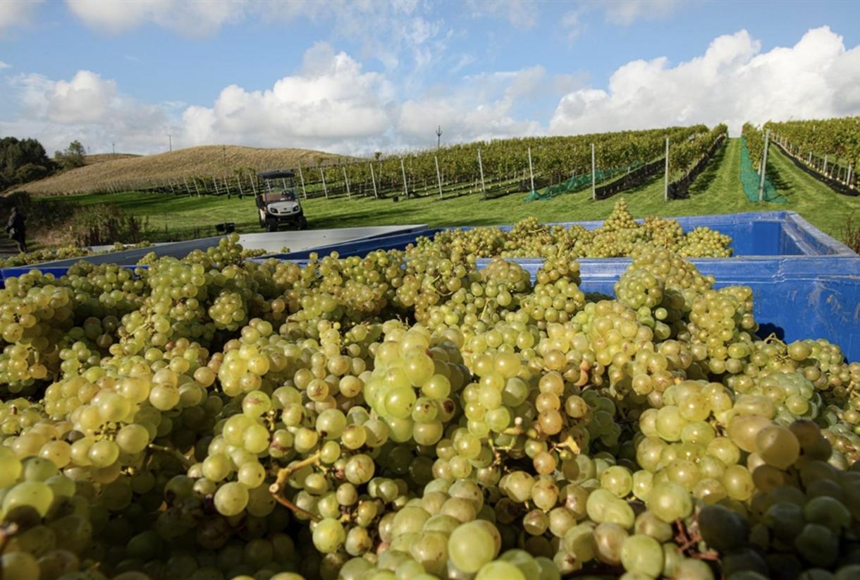 vineyard kingsbridge