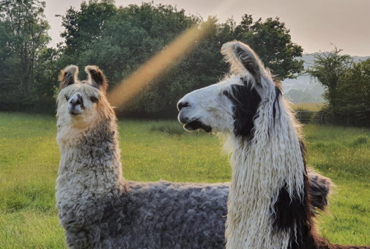 fluffy llamas