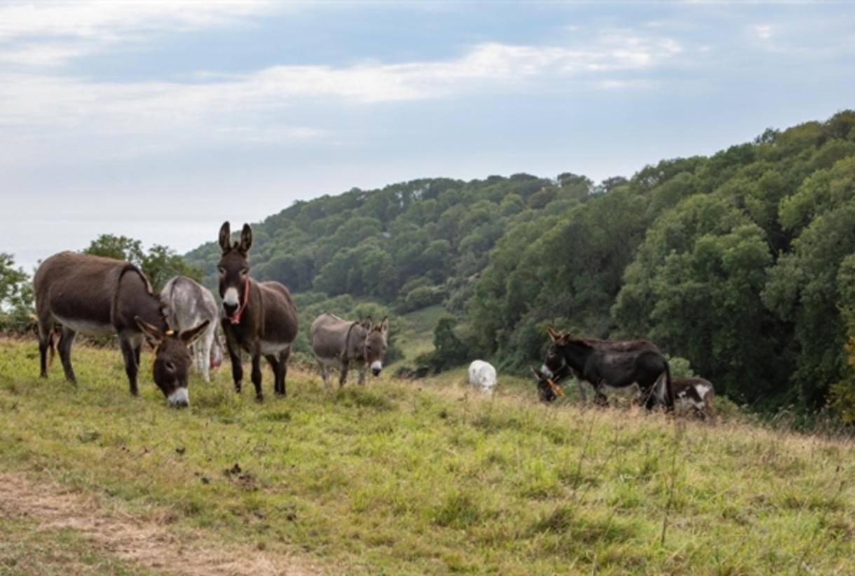 William D Donkey Sanctuary