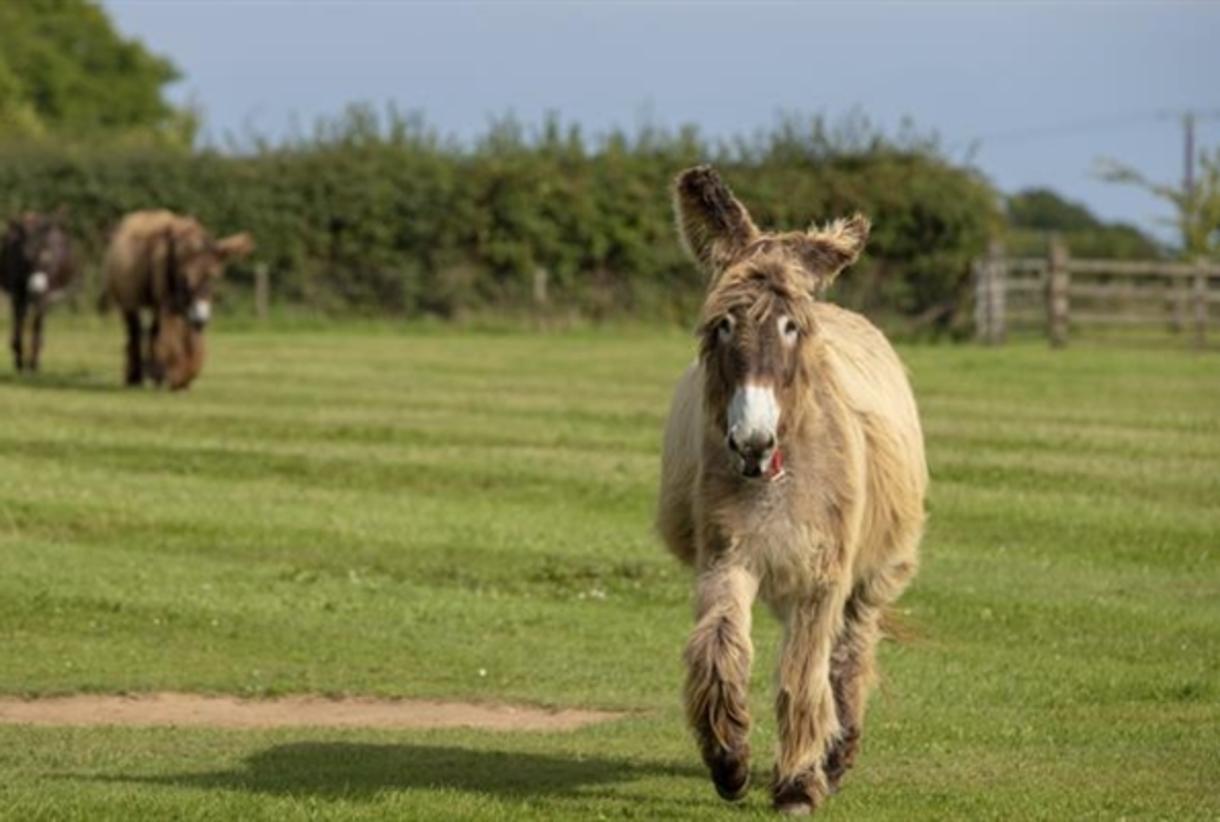 William D Donkey Sanctuary