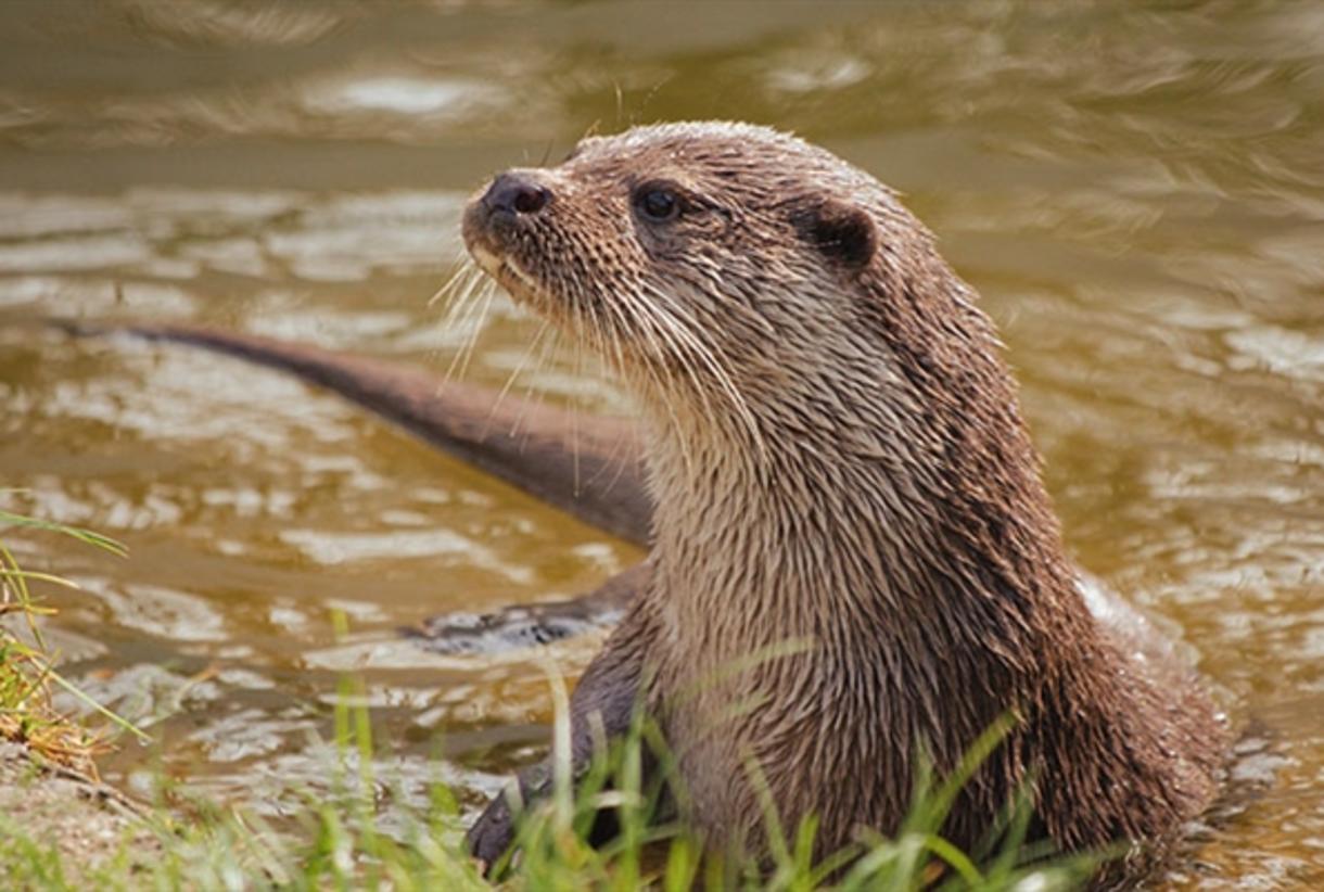 river otter devon