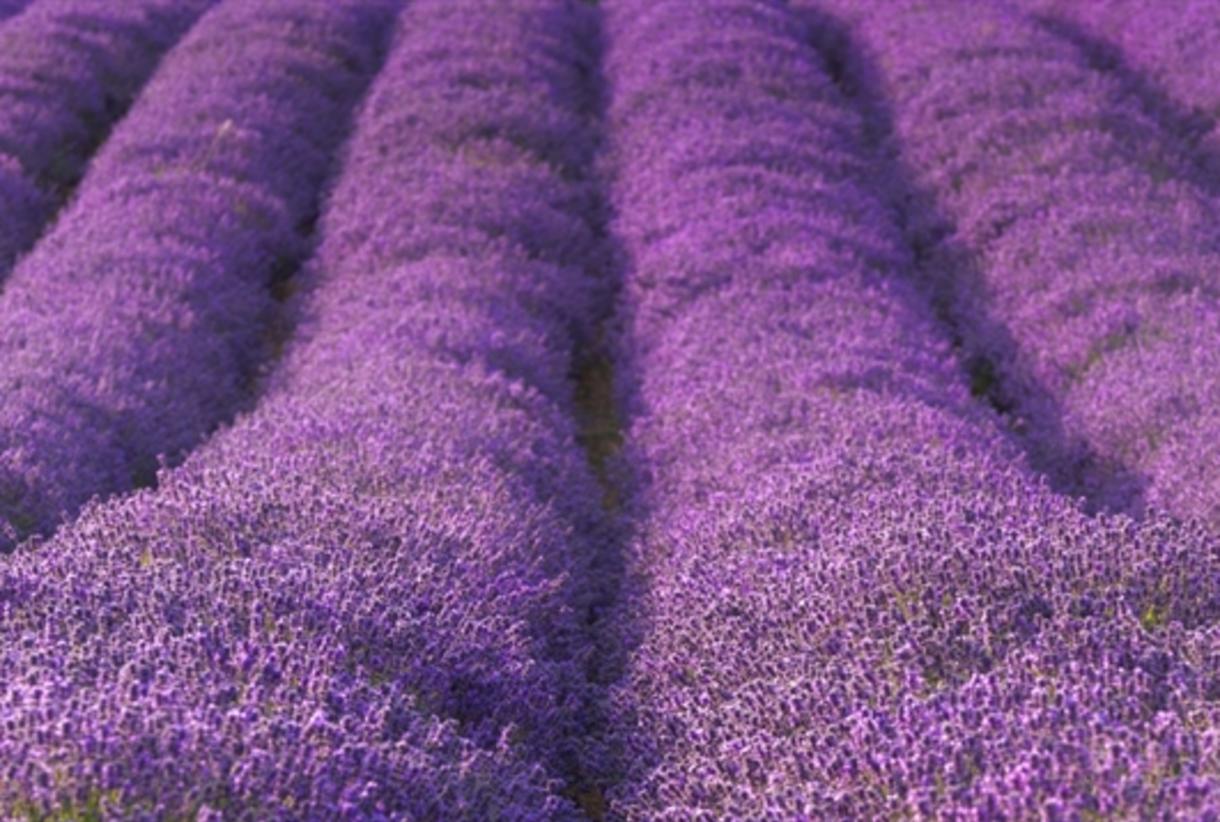 lavender fields cotswolds