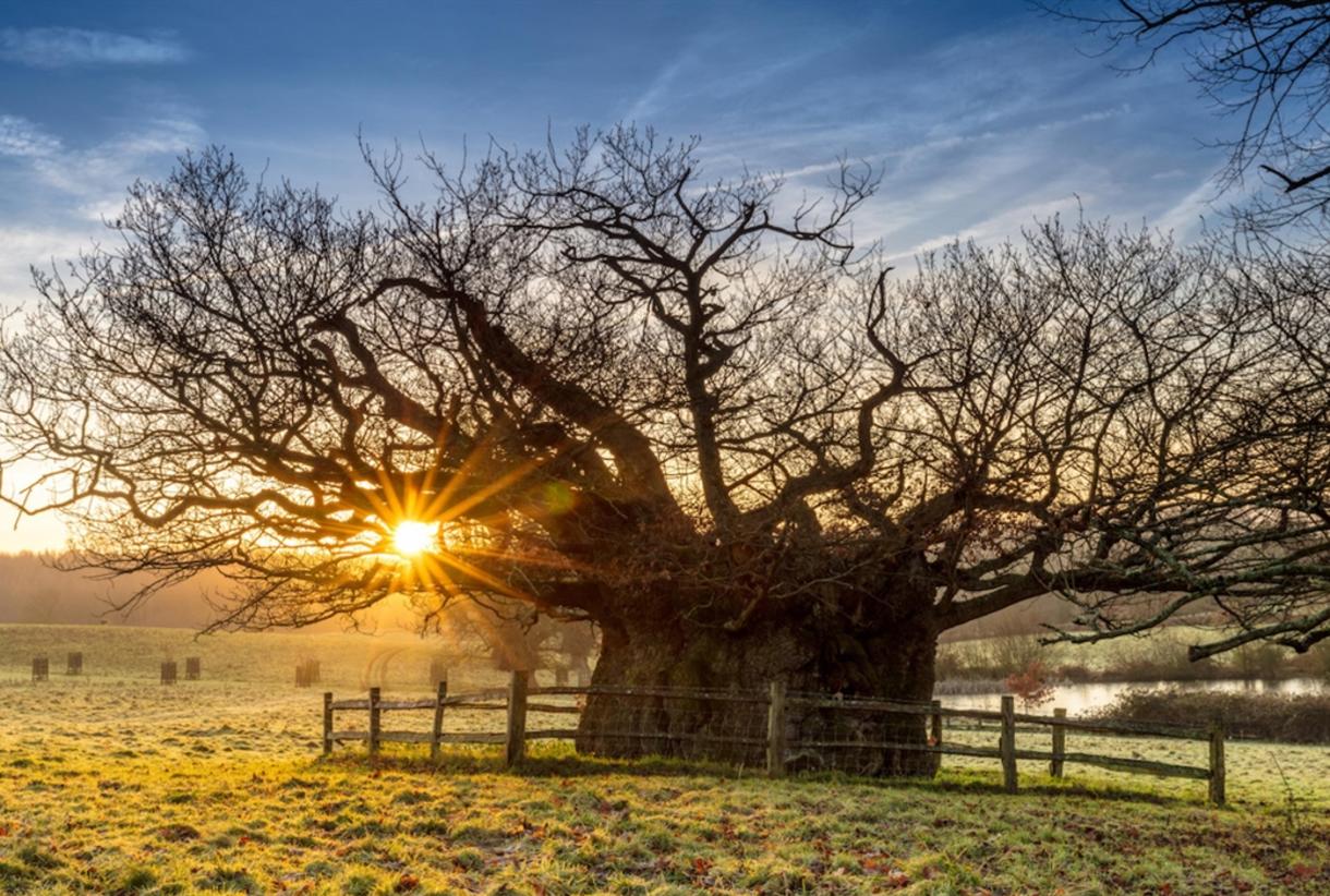Walk Around Cowdray Park