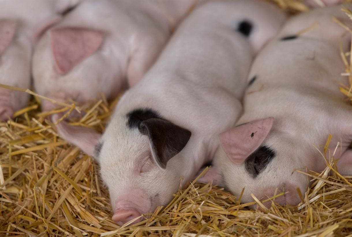 piglets surrey