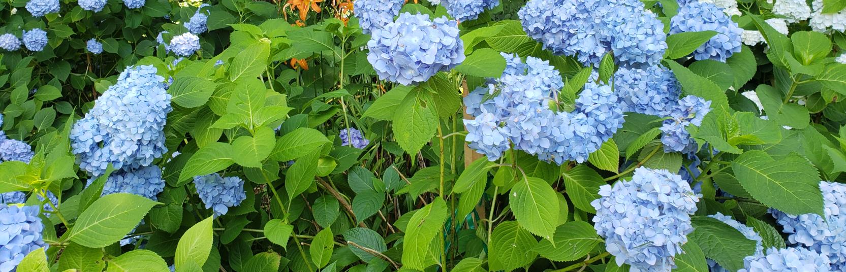 Flower Field Cape Cod | Best Flower Site