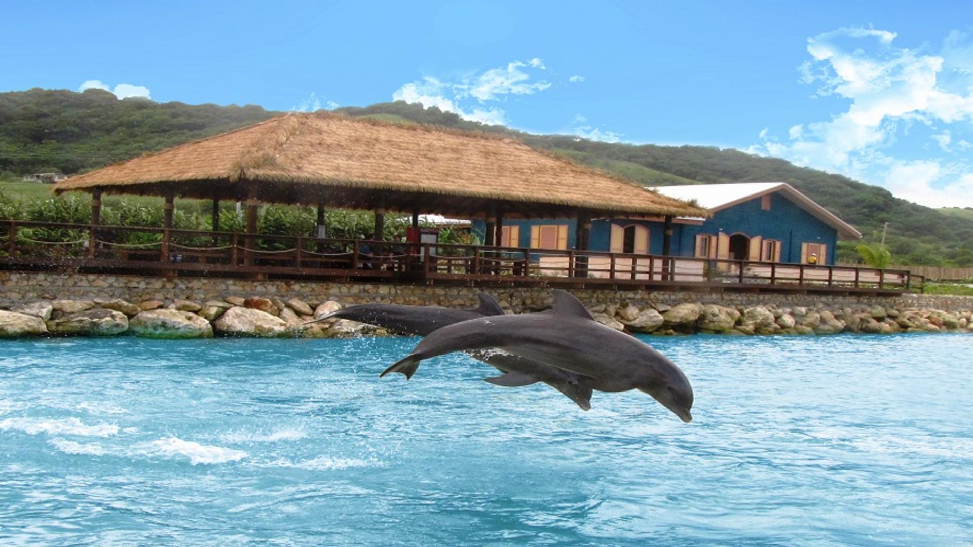 Dolphin Cove - Montego Bay