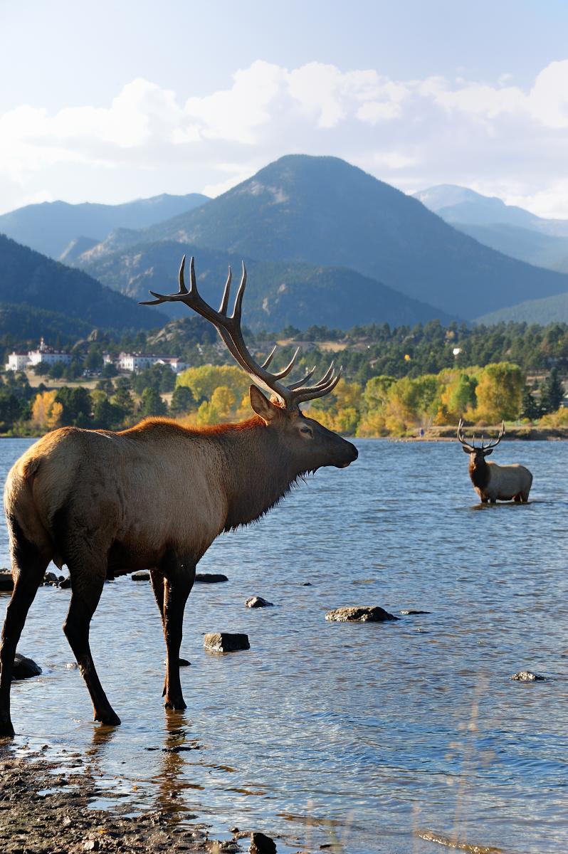 8 Datos fascinantes sobre El Alce | be settled
