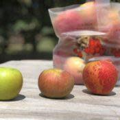 Windy Hill Orchard & Cidery is Ready for Visitors