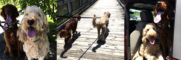 Se Permiten Perros En Grand Park Indiana