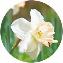 Spring in the Outer Banks | Nature and Outdoor Activities