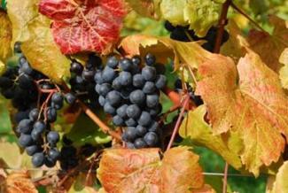 Food & Beverage - MidCoast & Islands -Maine Tourism Association