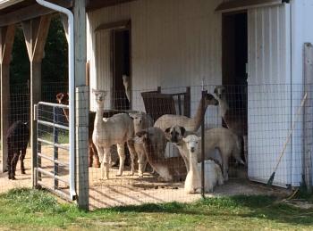 Where You Can Enjoy Animals in Central Indiana