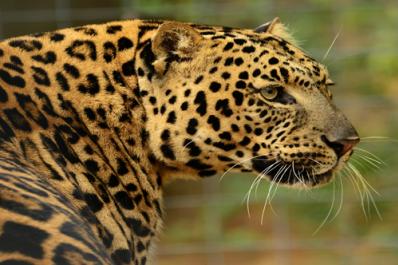 Black Pine Animal Sanctuary