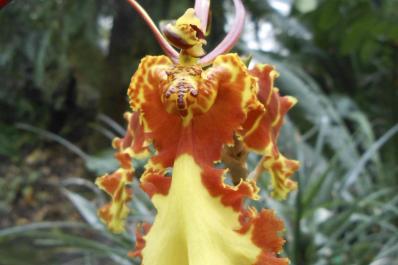 Foellinger-Freimann Botanical Conservatory