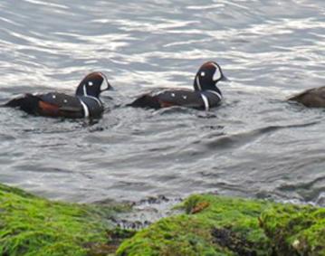 Sachuest Point National Wildlife Refuge | Middletown, RI | Discover Newport