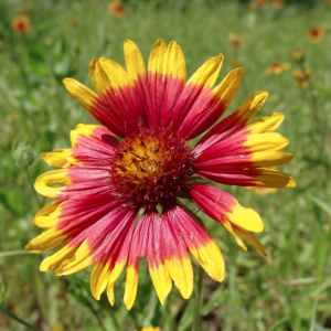 The Botanic Garden at OSU | Visit Stillwater