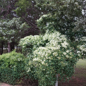 The Botanic Garden at OSU | Visit Stillwater