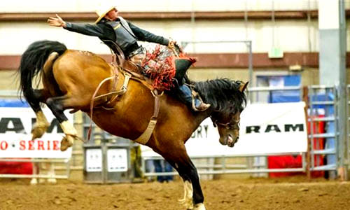 Things to Do at the Utah County Fair | Explore Utah Valley