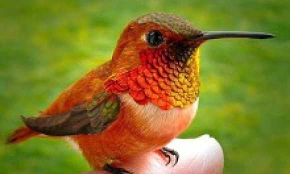 San Luis Obispo Botanical Garden | San Luis Obispo, CA 93405