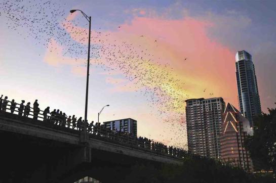 Ann Richards Congress Avenue Bridge Bats | Austin, TX