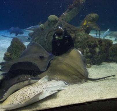 Aquarium - ABQ BioPark